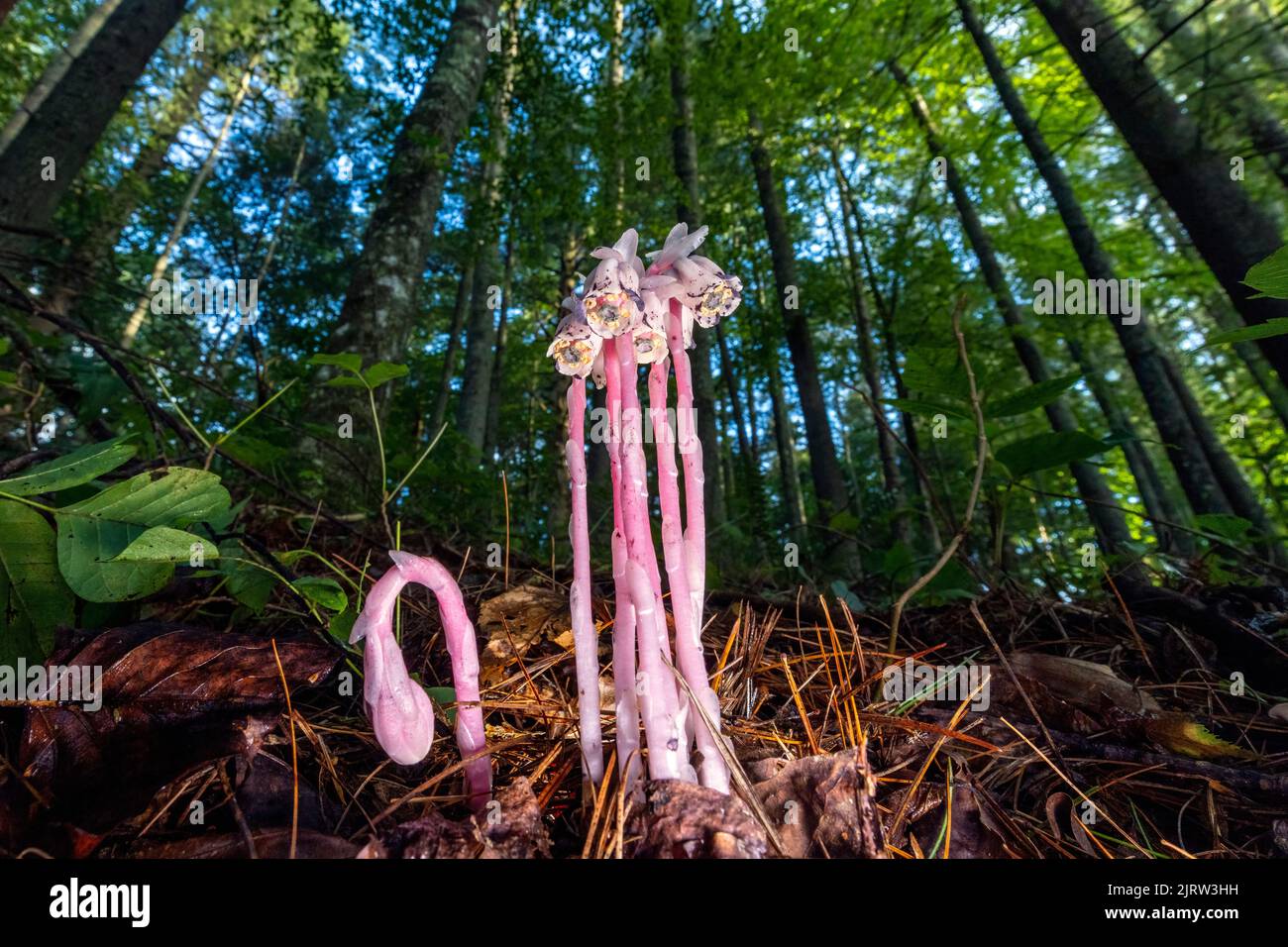 Indian Pipe or Ghost Plant (Monotropa uniflora) with pink color variation - near Pisgah National ...