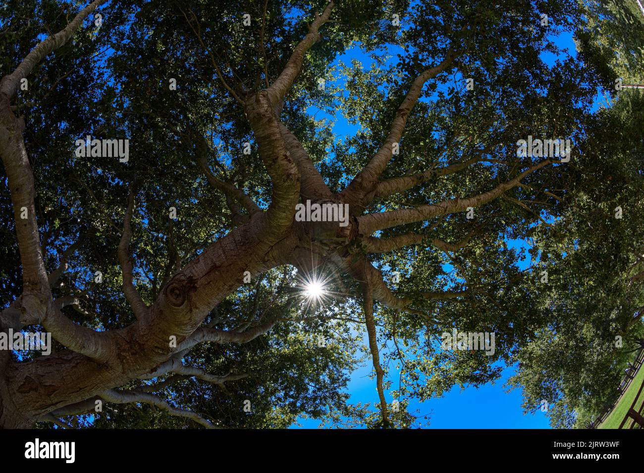 Oak Tree With Sunburst Stock Photo - Alamy
