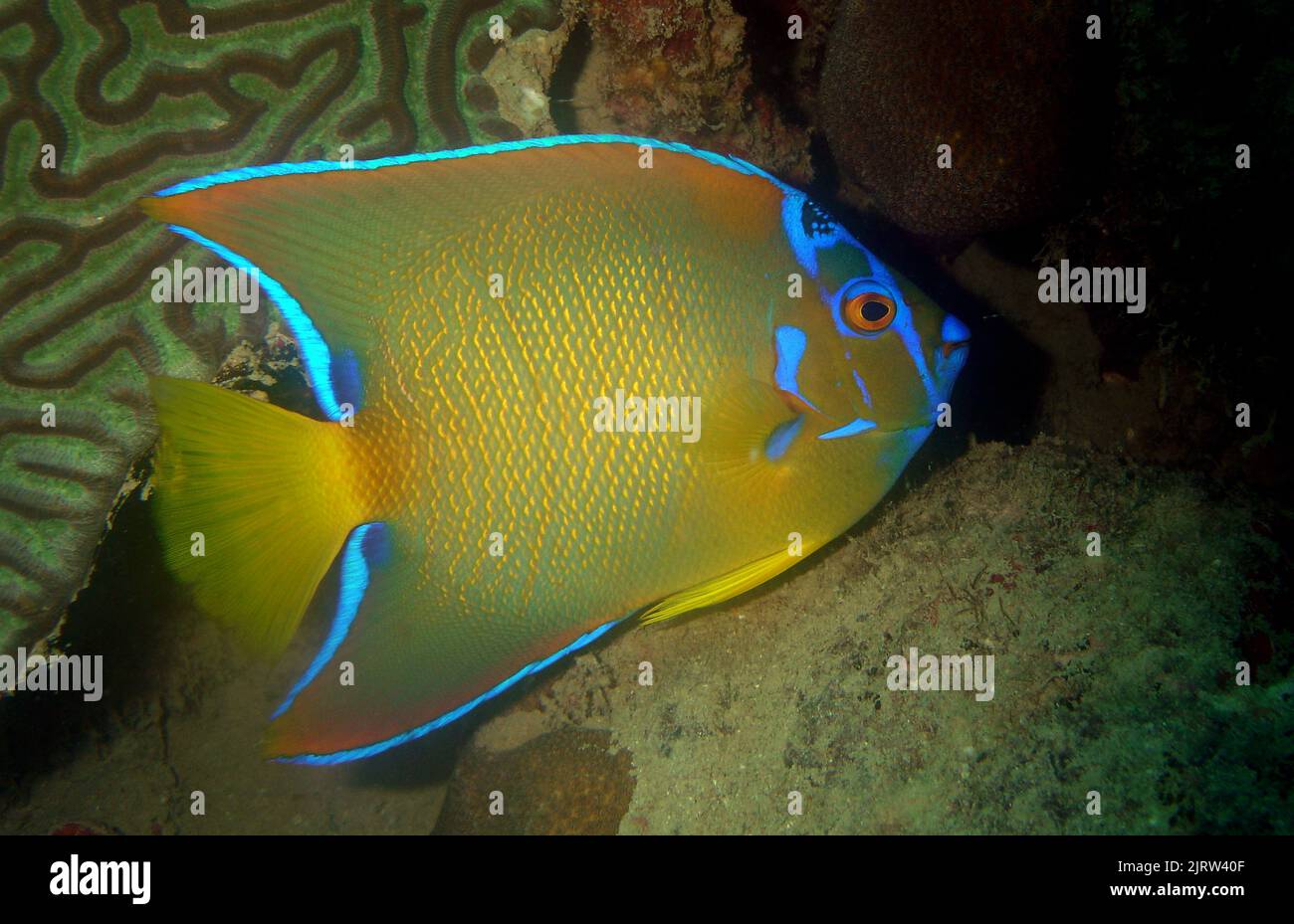A queen angelfish hi-res stock photography and images - Alamy