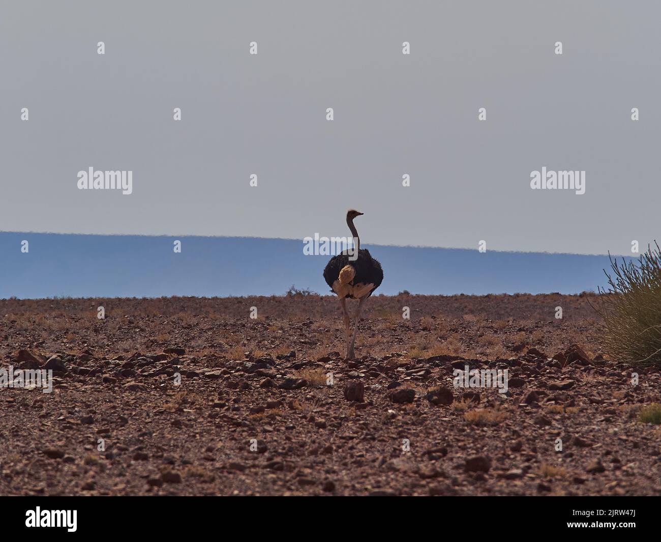 Lonely Ostrich standing in the heat haze of desolation in Damaraland ...