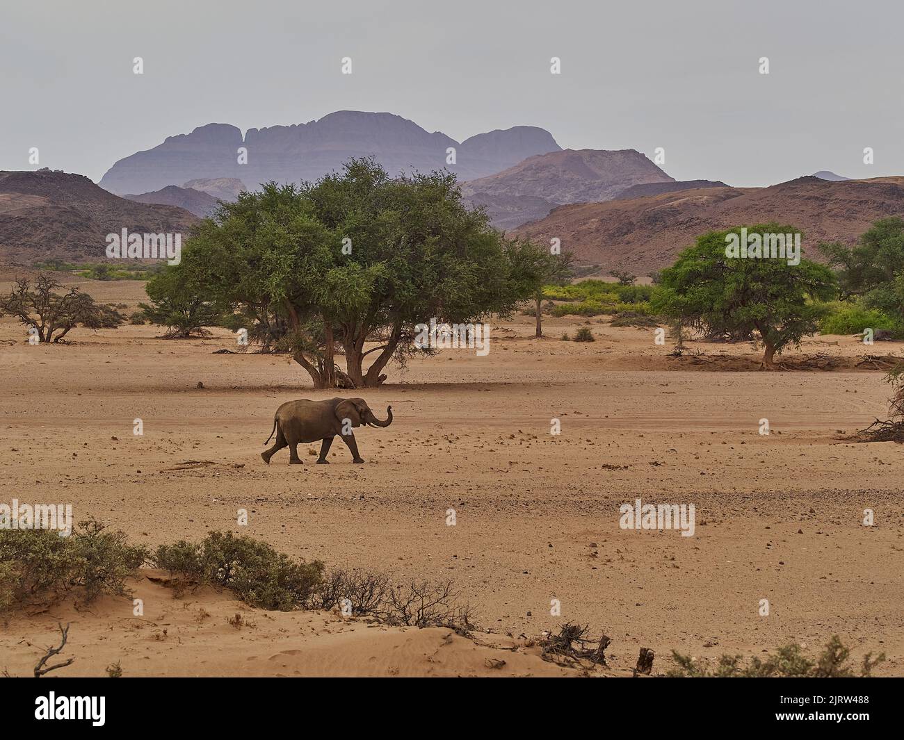 Desert Elephant walking through the ephemeral river bed of Huab river ...