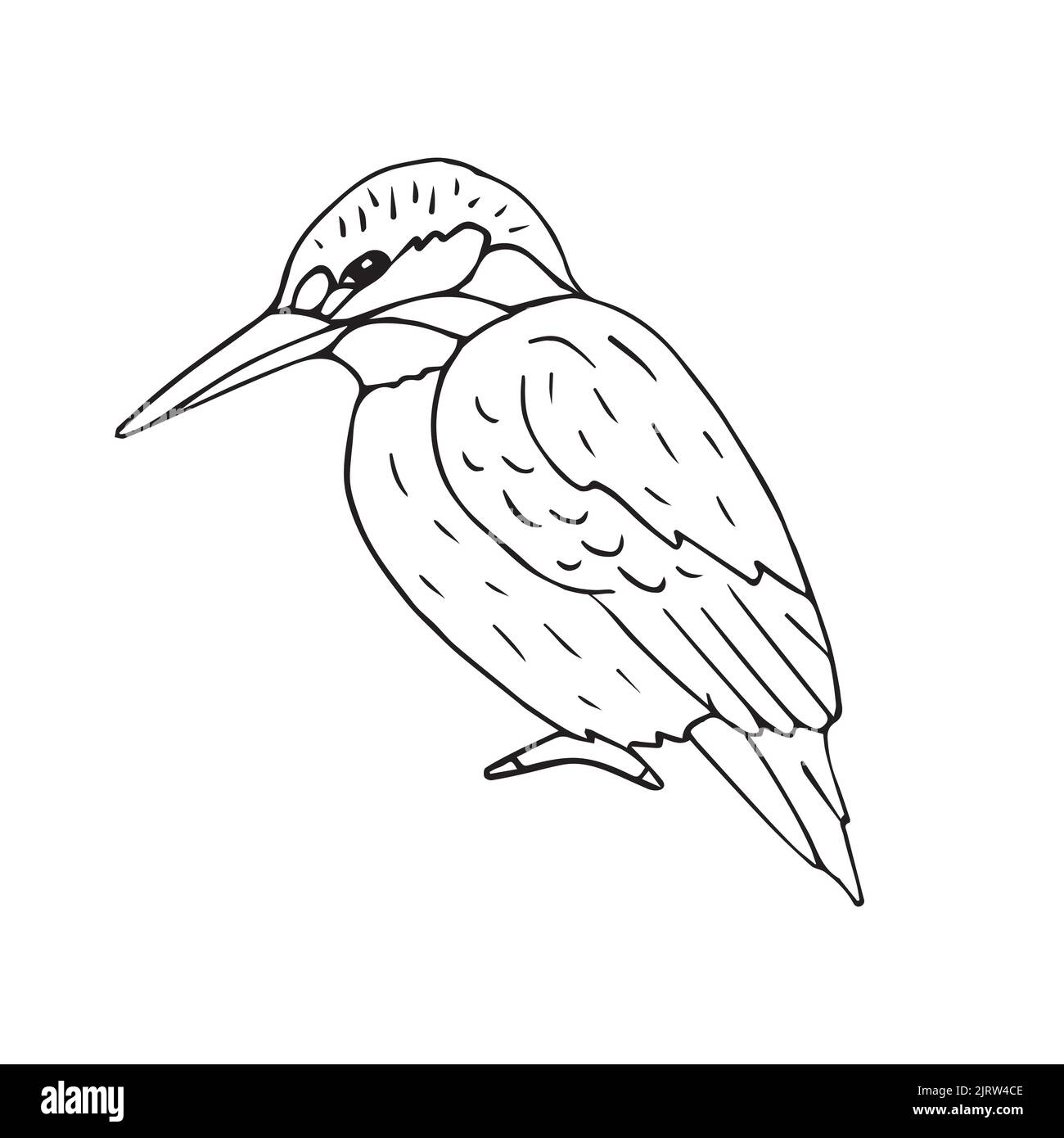 Vector hand drawn doodle sketch kingfisher isolated on white background ...