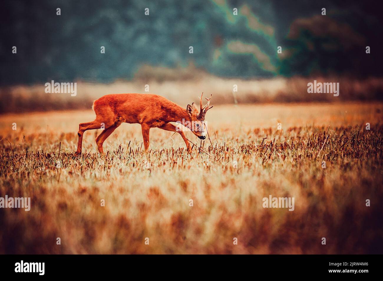 Roe deer antler walking hi-res stock photography and images - Alamy