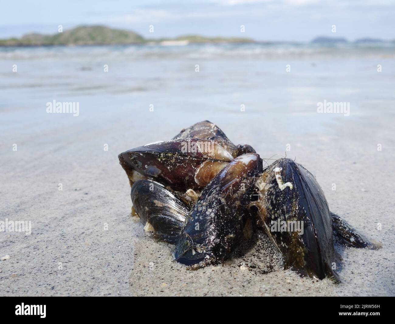 Mussels on Sandy Beach, Reef Beach, Traigh na Beirghe, Lewis, Isle of ...