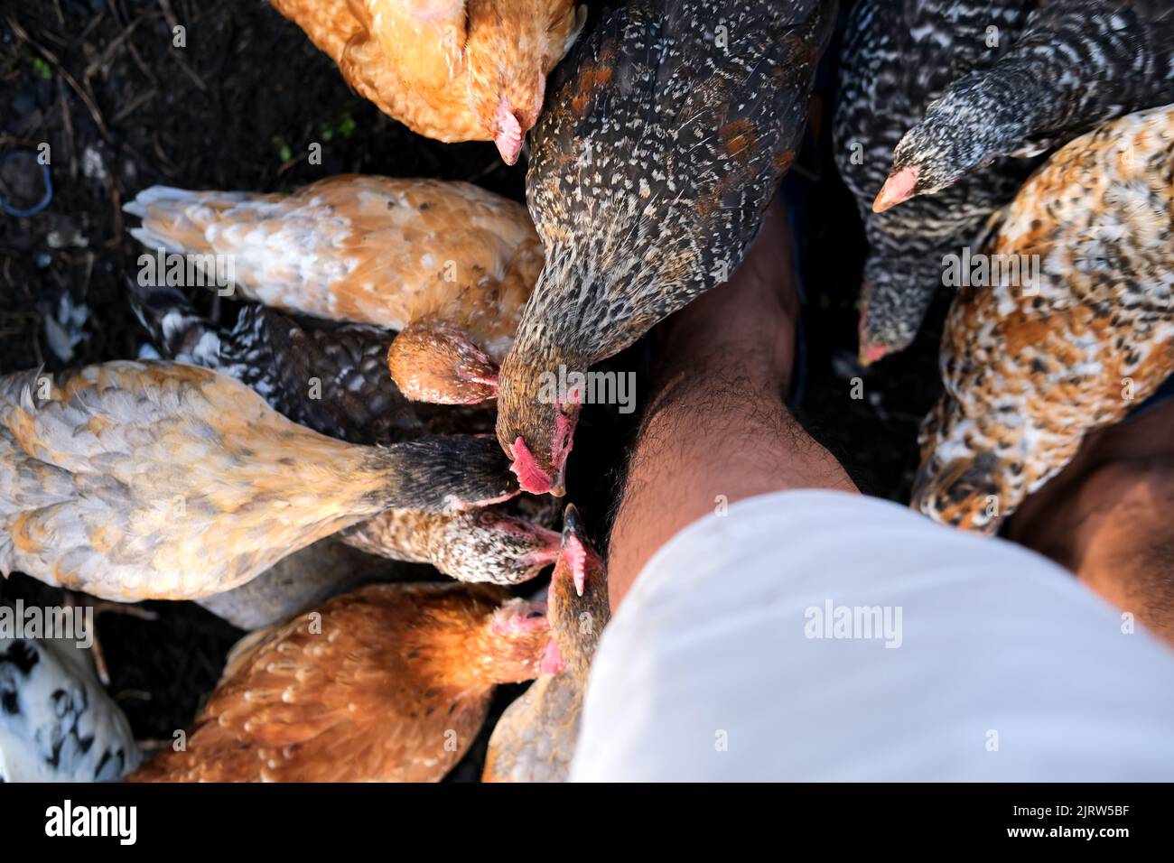 Chickens foot hi-res stock photography and images - Alamy