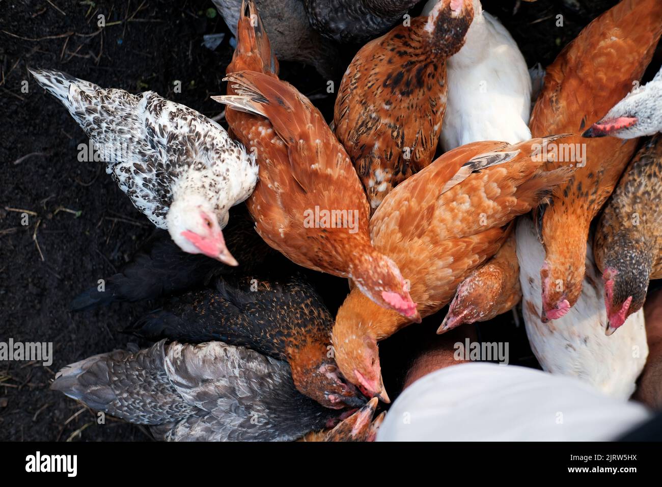 Gathering of chickens hi-res stock photography and images - Alamy