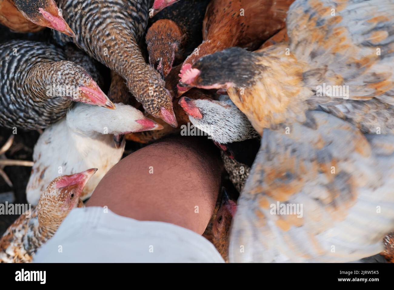 Chickens foot hi-res stock photography and images - Alamy