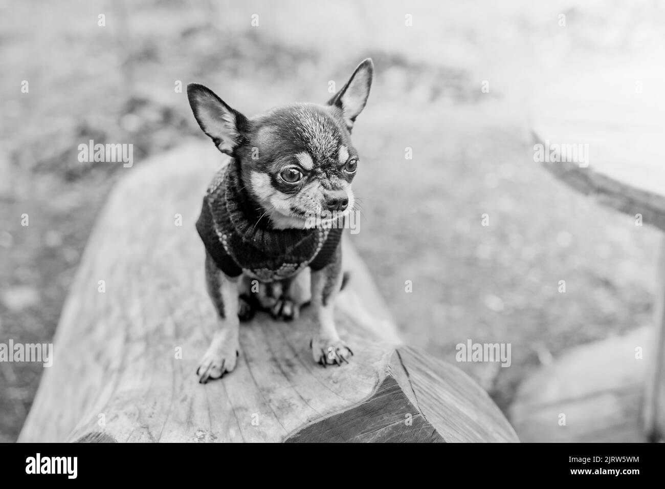 Black and white photo of a small purebred dog in nature. Chihuahua ...