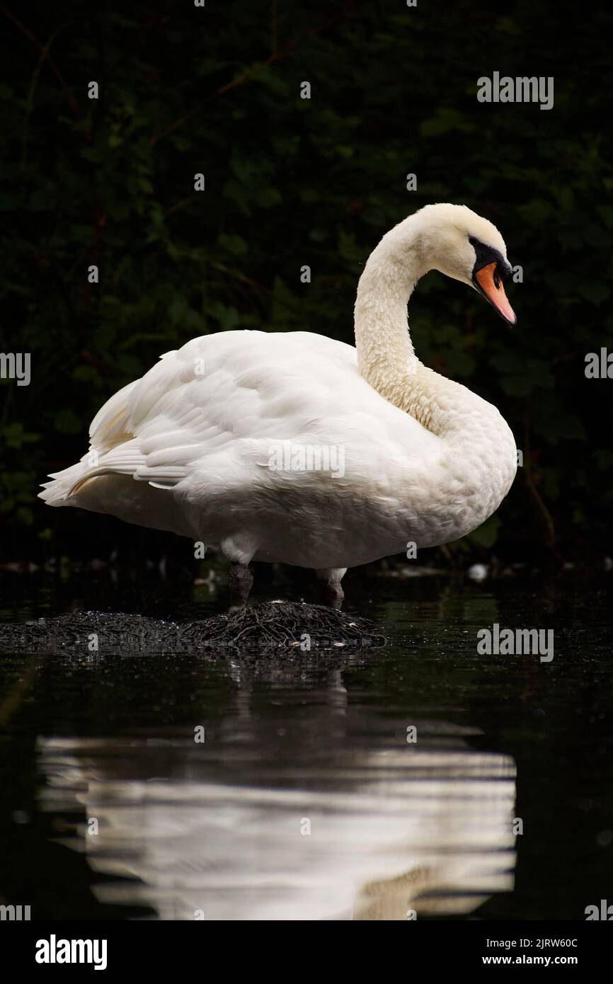A vertical shot of swans swimming on a lake at Tehidy Park Stock Photo ...