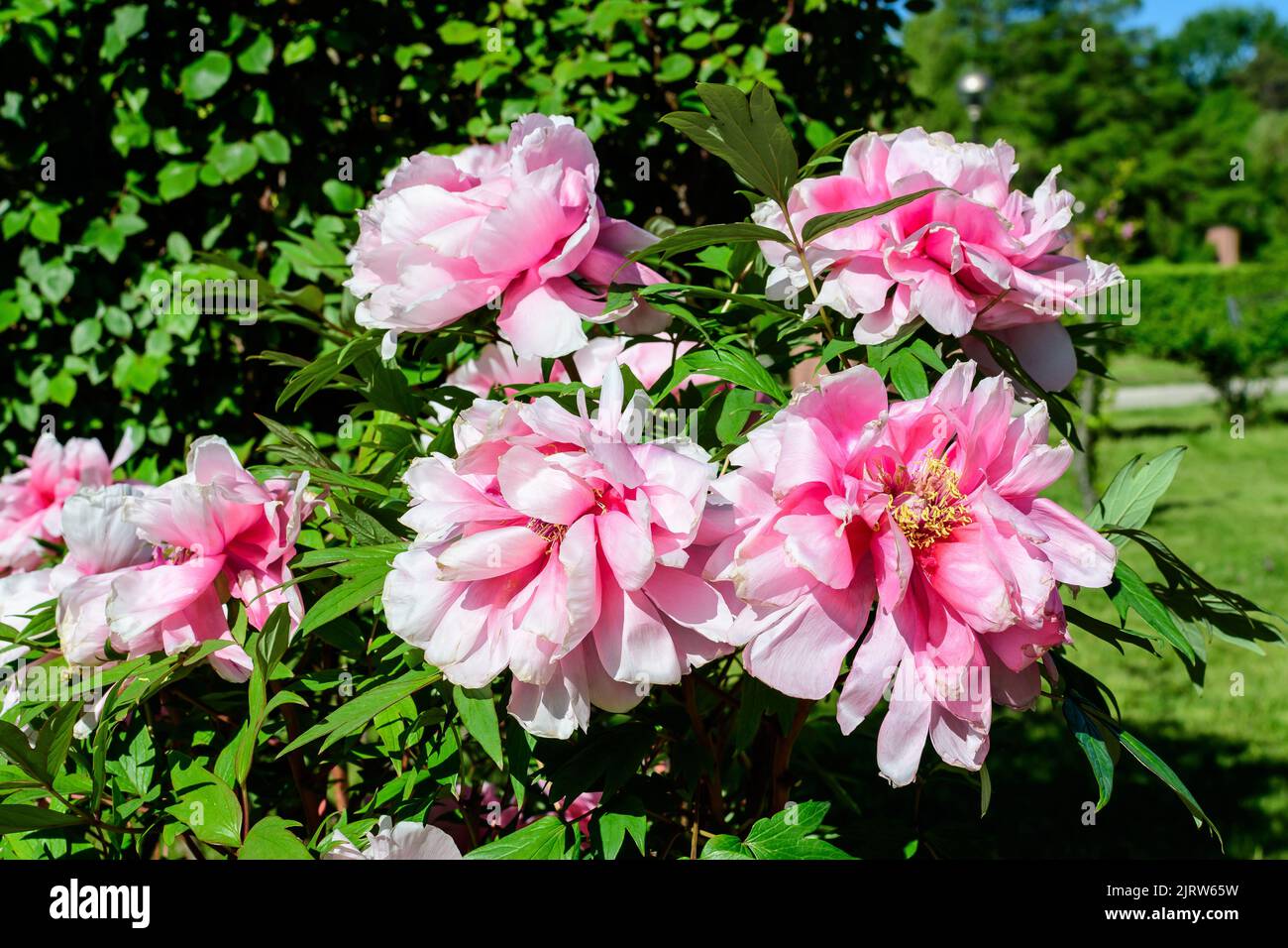 Bush with many large delicate pink peony flowers in direct sunlight, in ...