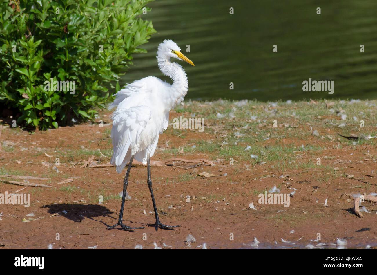 Shaking off excess water hi-res stock photography and images - Alamy