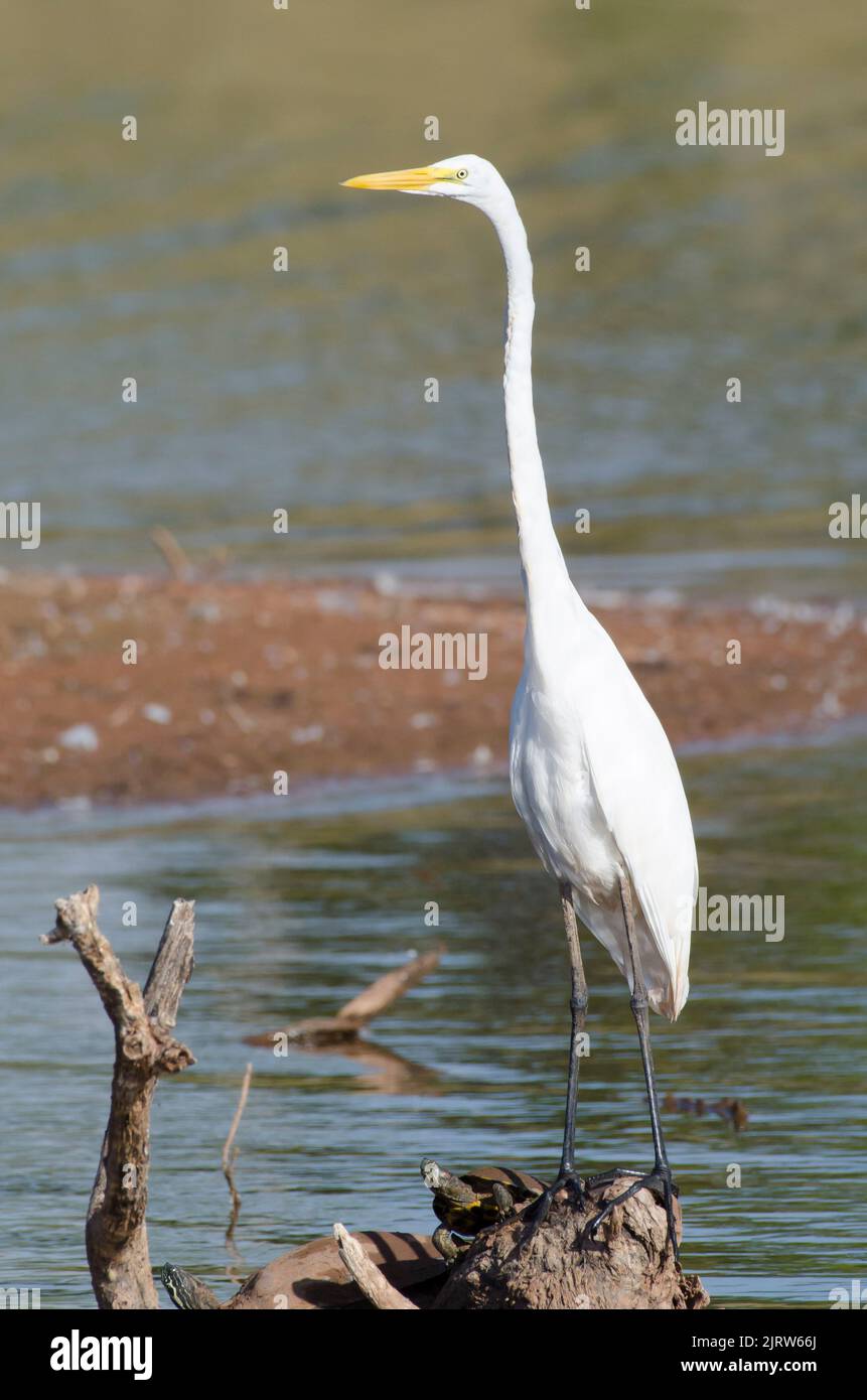 Red eared egret hi-res stock photography and images - Alamy