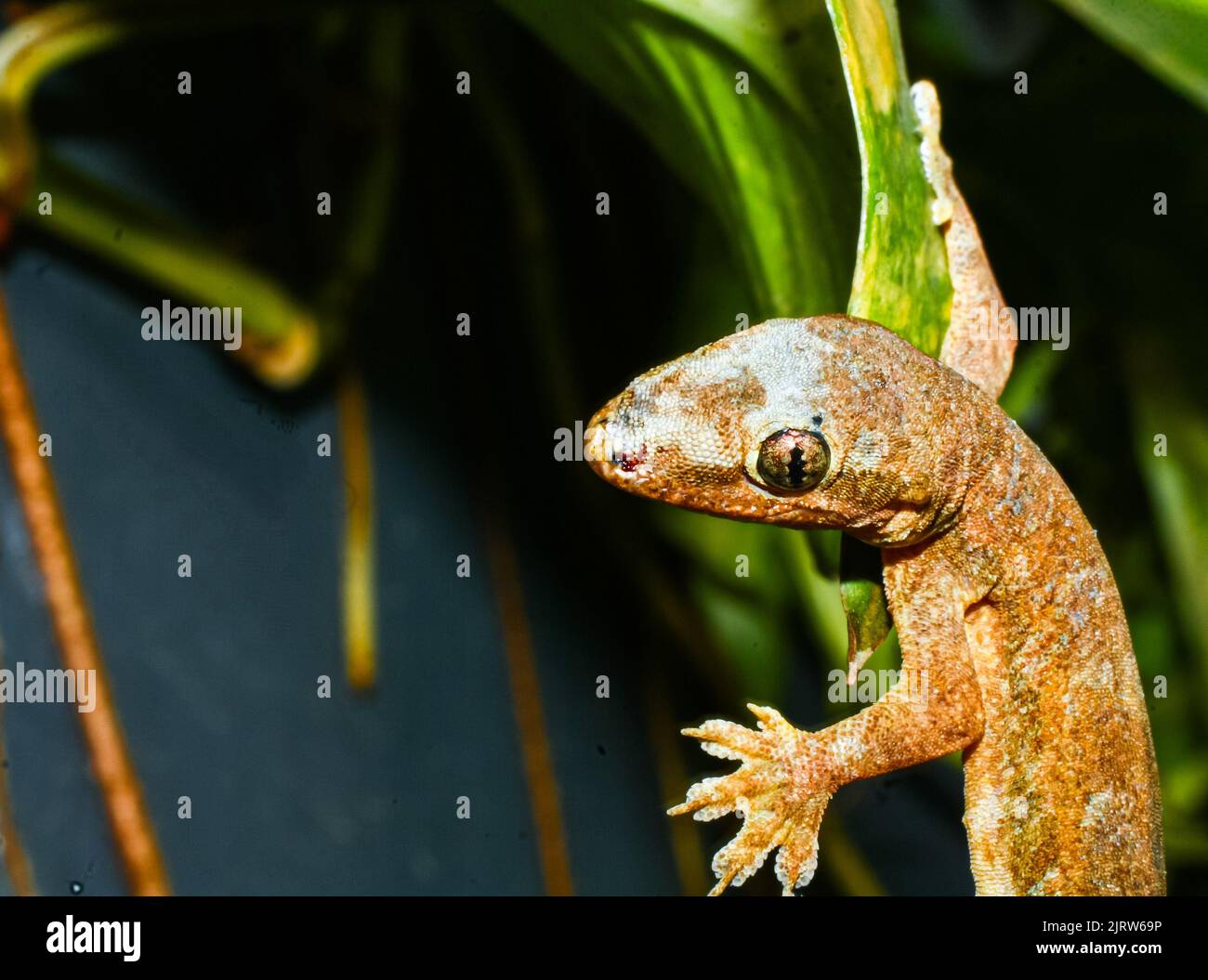 all about nature and wild animals living in tropical climates ...