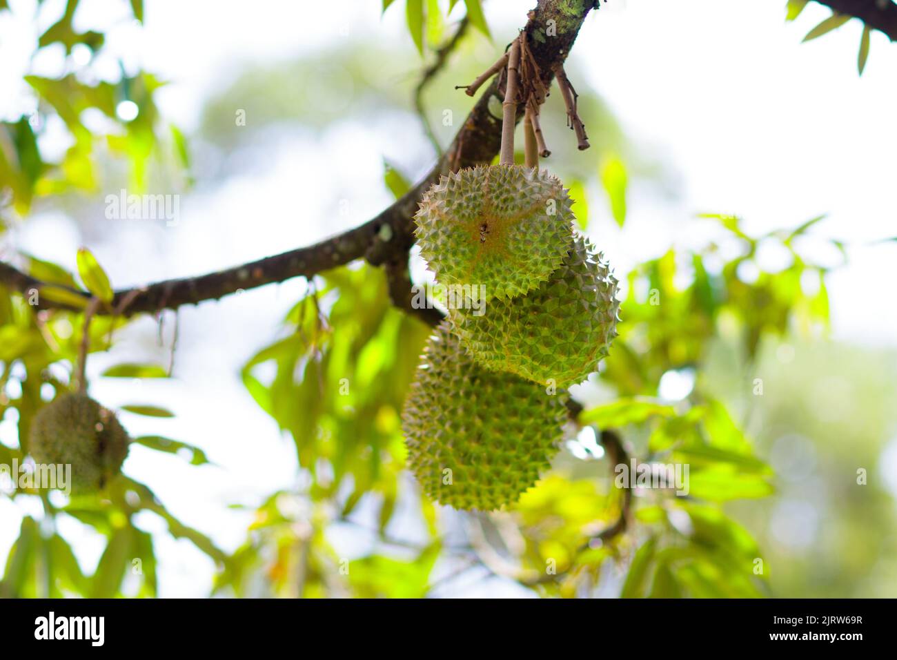 Durian growing on tree. Exotic tropical fruits of Thailand and Malaysia ...
