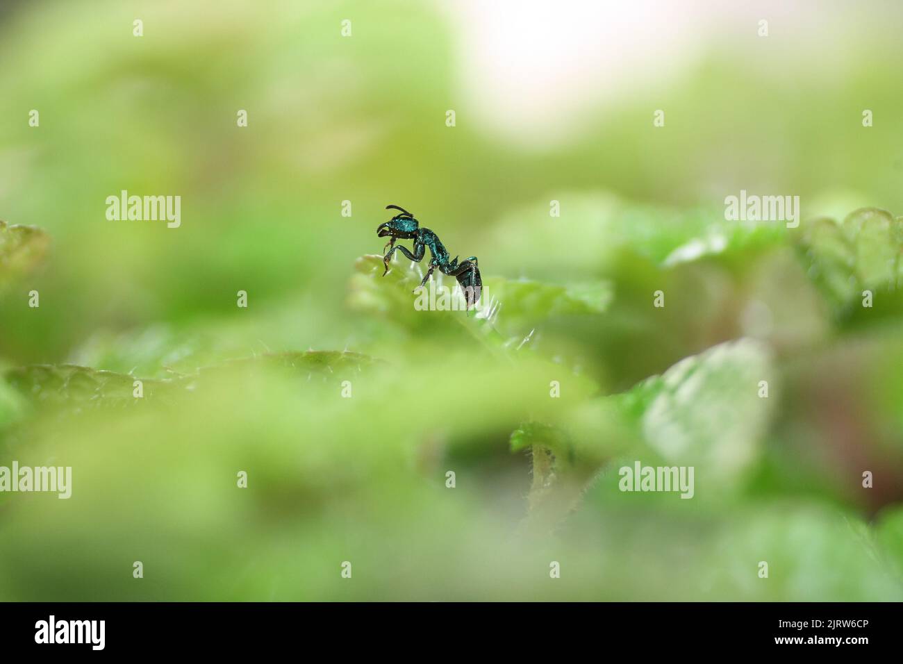 all about nature and wild animals living in tropical climates ...