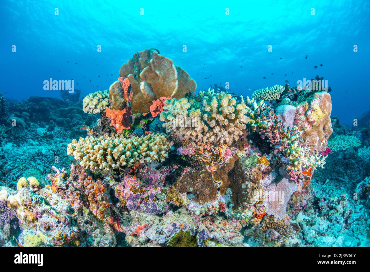 Beautiful coral reef in Fiji shows the wonder of life under the water ...