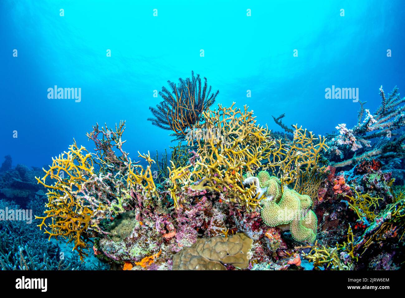 Beautiful coral reef in Fiji shows the wonder of life under the water ...
