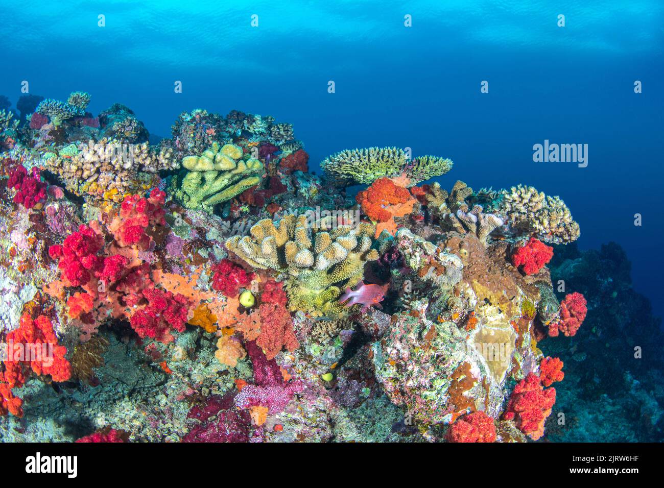 Beautiful coral reef in Fiji shows the wonder of life under the water ...