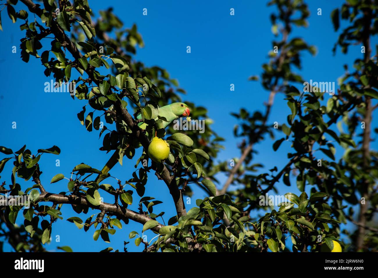 Parakeet in a pear tree Stock Photo - Alamy