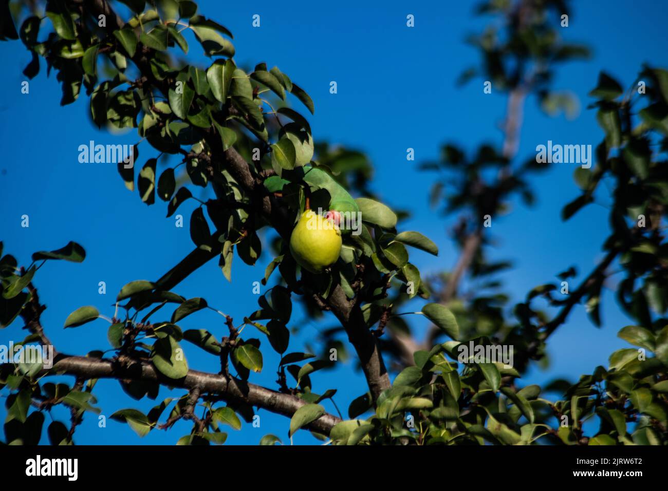 Parakeets in a tree hi-res stock photography and images - Alamy