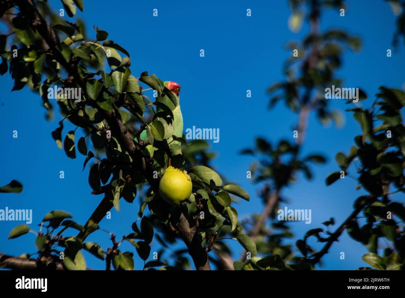 Parakeet in a pear tree Stock Photo - Alamy