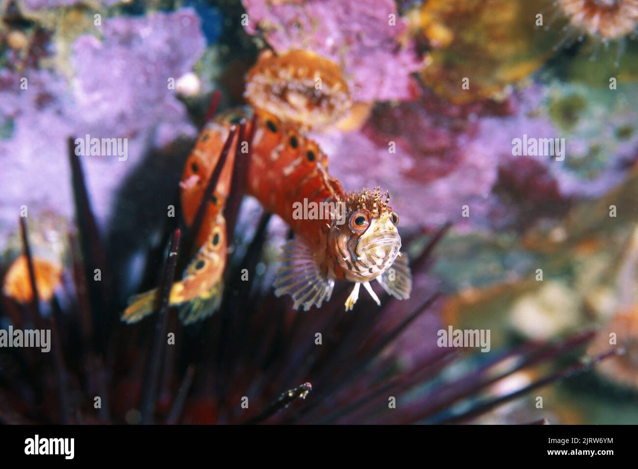 Sea urchine spines hi-res stock photography and images - Alamy