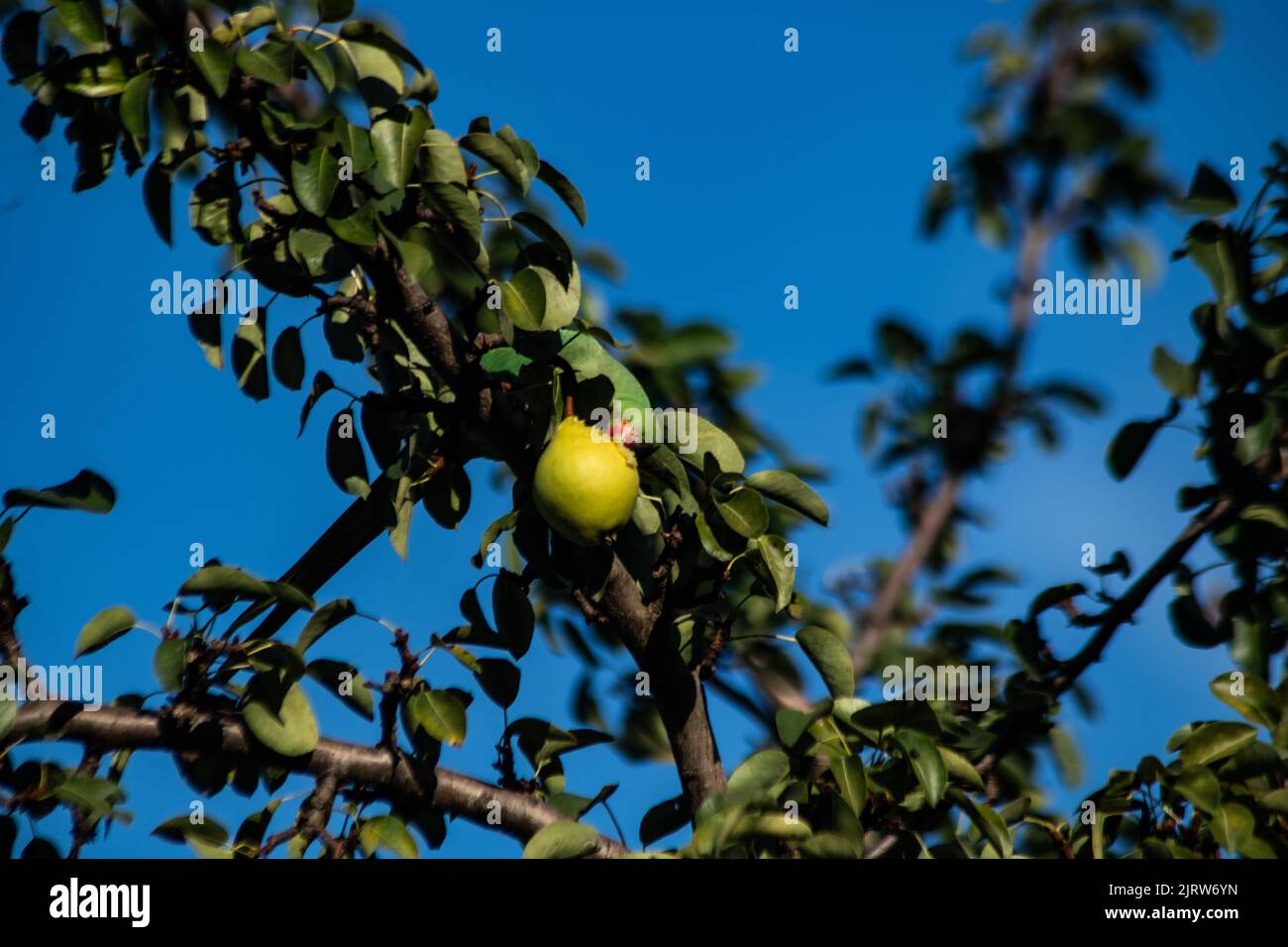 Parakeet in a pear tree hi-res stock photography and images - Alamy