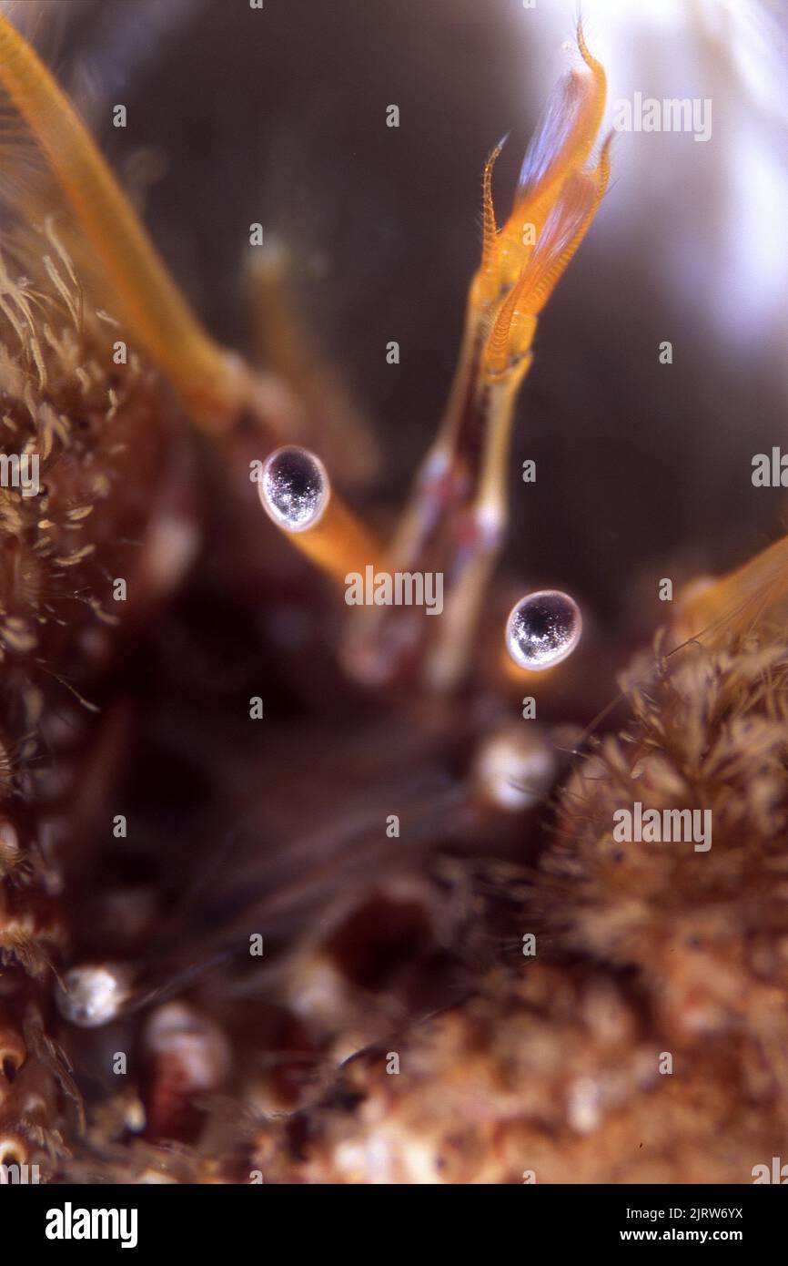 A super close up of a fragile hermit crab in its shell shows its eyes sharply focused Stock ...