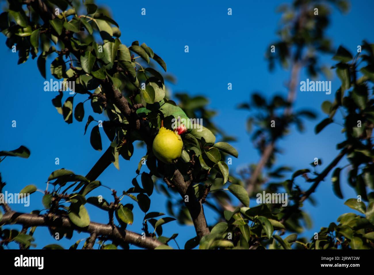 Parakeet in a pear tree Stock Photo - Alamy