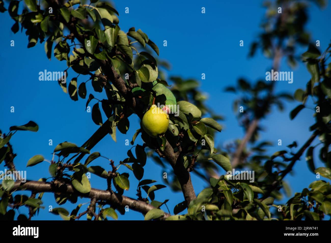 Parakeet in a pear tree hi-res stock photography and images - Alamy