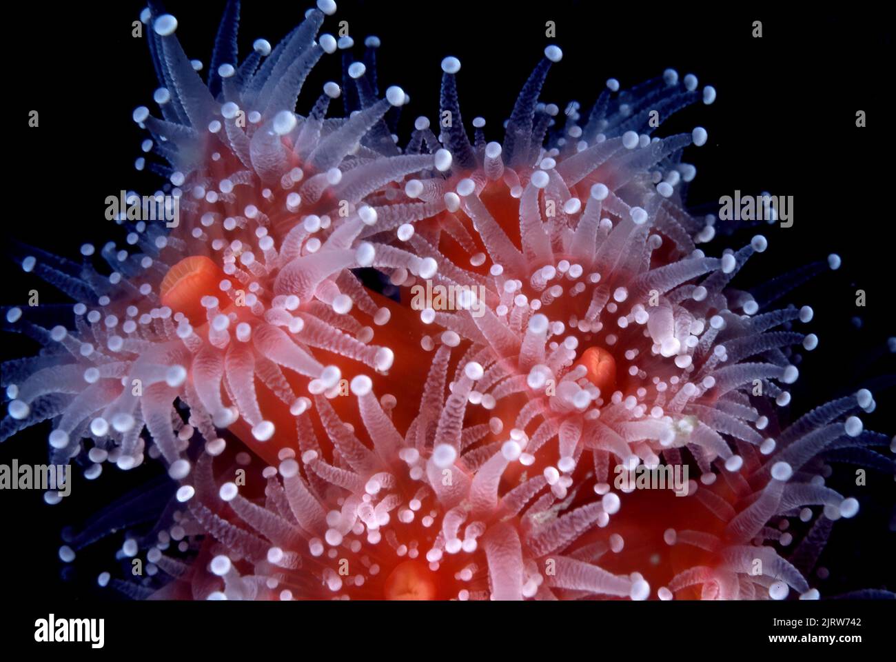 A small colony of beautiful, bright red strawberry anemones attached to ...