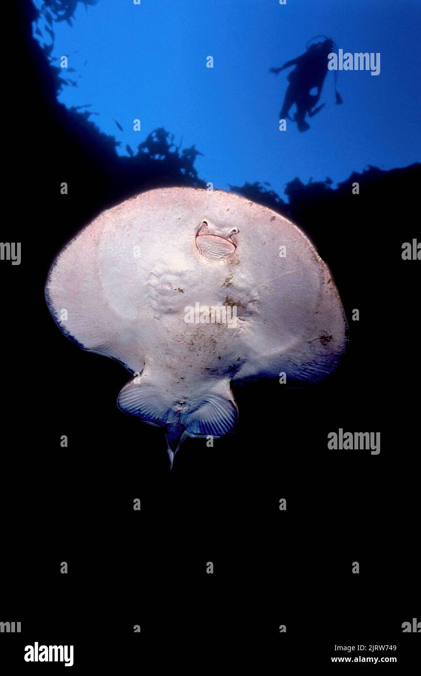An electric ray descends into deep water as I make sure to stay away ...