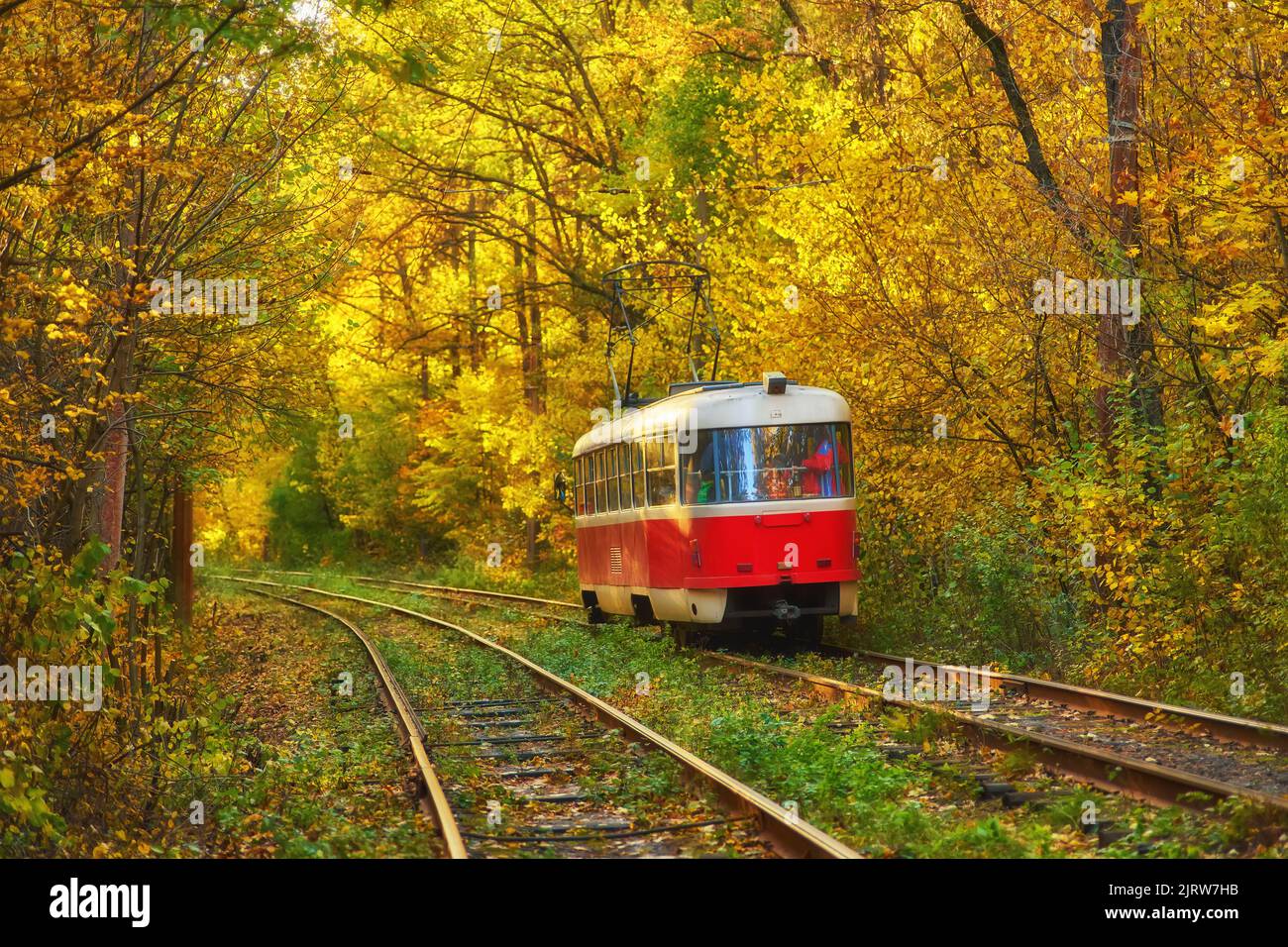 Bus driving through forest hi-res stock photography and images - Alamy