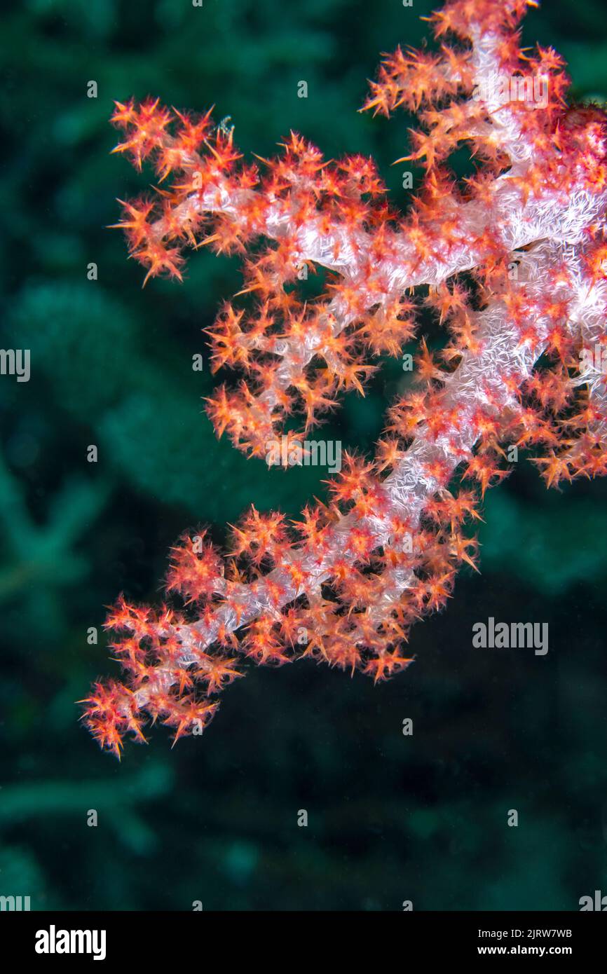 Beautiful pink soft coral hangs from a reef showing it's delicate ...