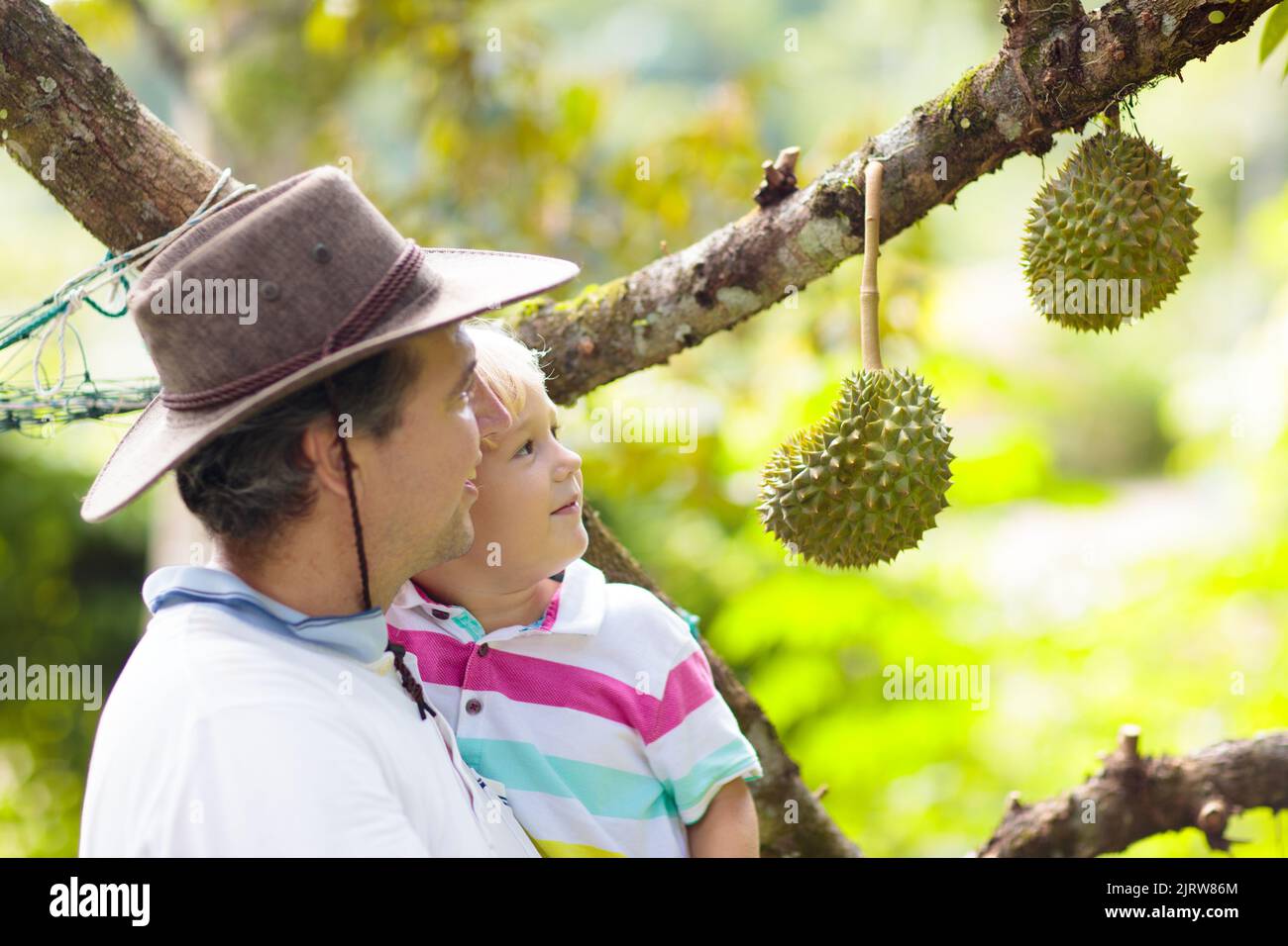 Durian growing on tree. Father and son picking exotic tropical fruits ...