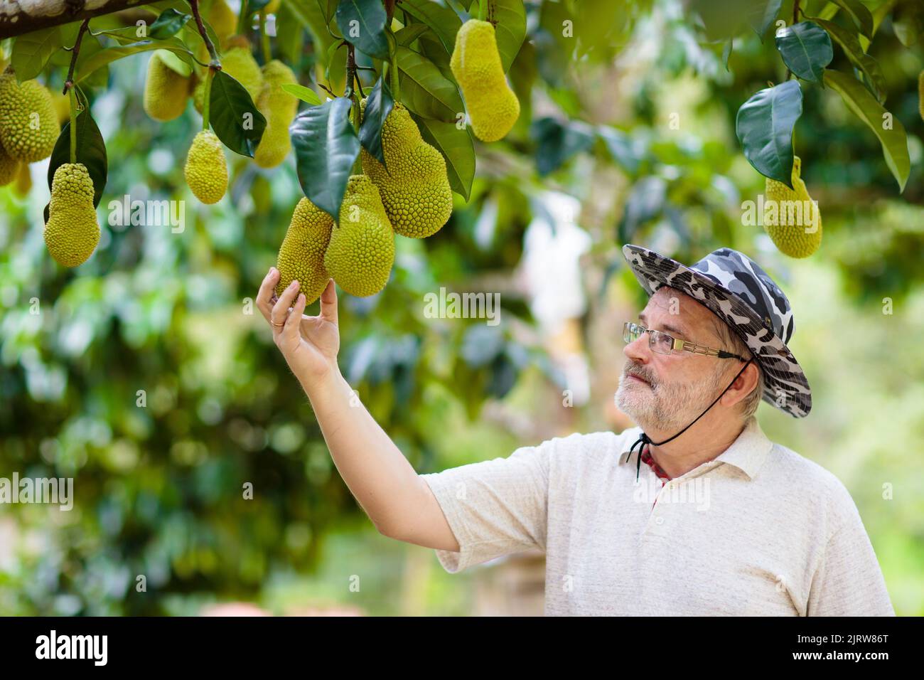 Jackfruit growing on tree. Farmer picking exotic tropical fruits of ...