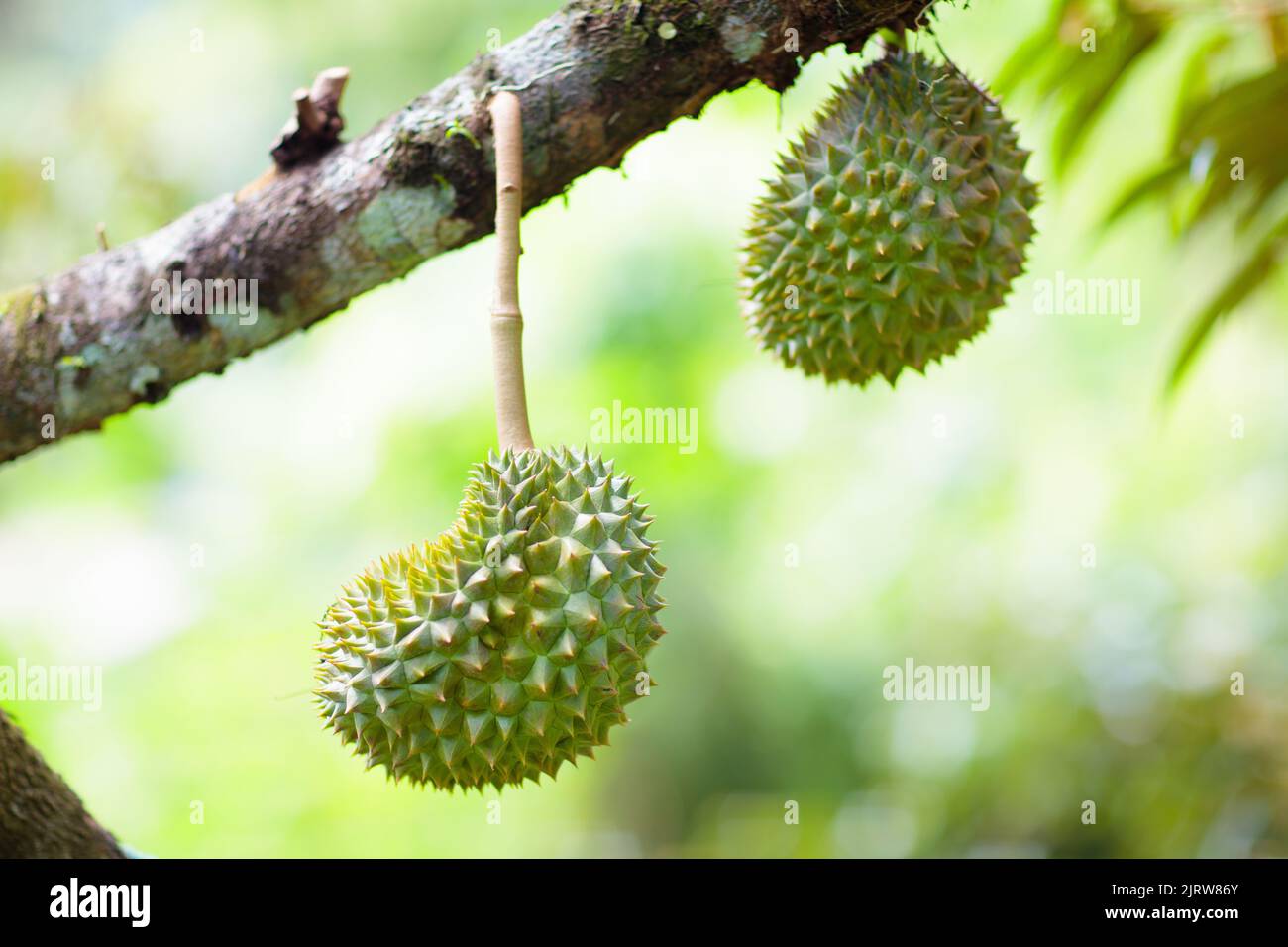 Durian growing on tree. Exotic tropical fruits of Thailand and Malaysia ...