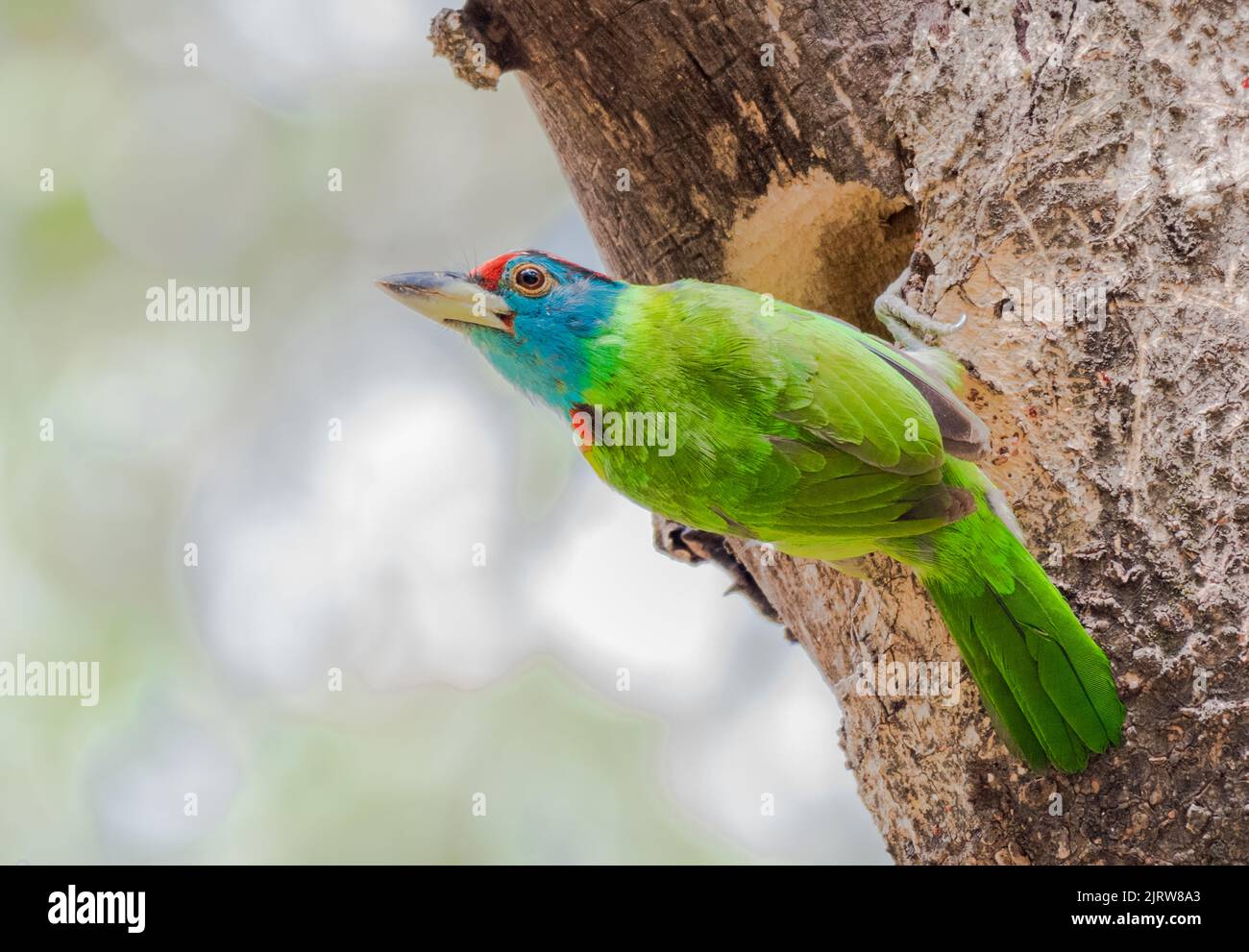 Blue Throated Barbet glaring at me while making new nest Stock Photo ...