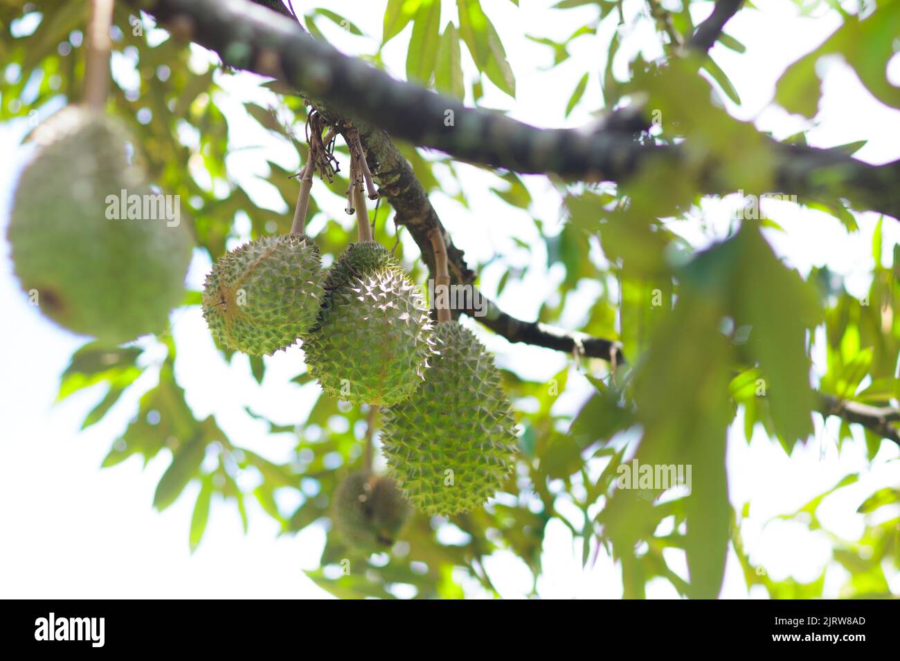 Durian growing on tree. Exotic tropical fruits of Thailand and Malaysia ...