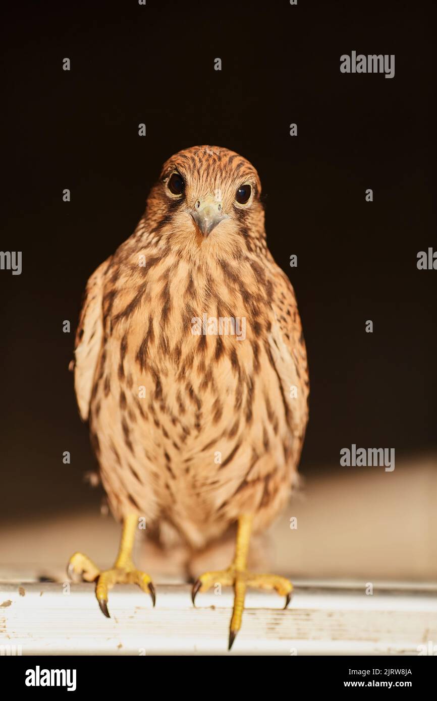 A young falcon spreads its wings, close-up photo, against a black ...