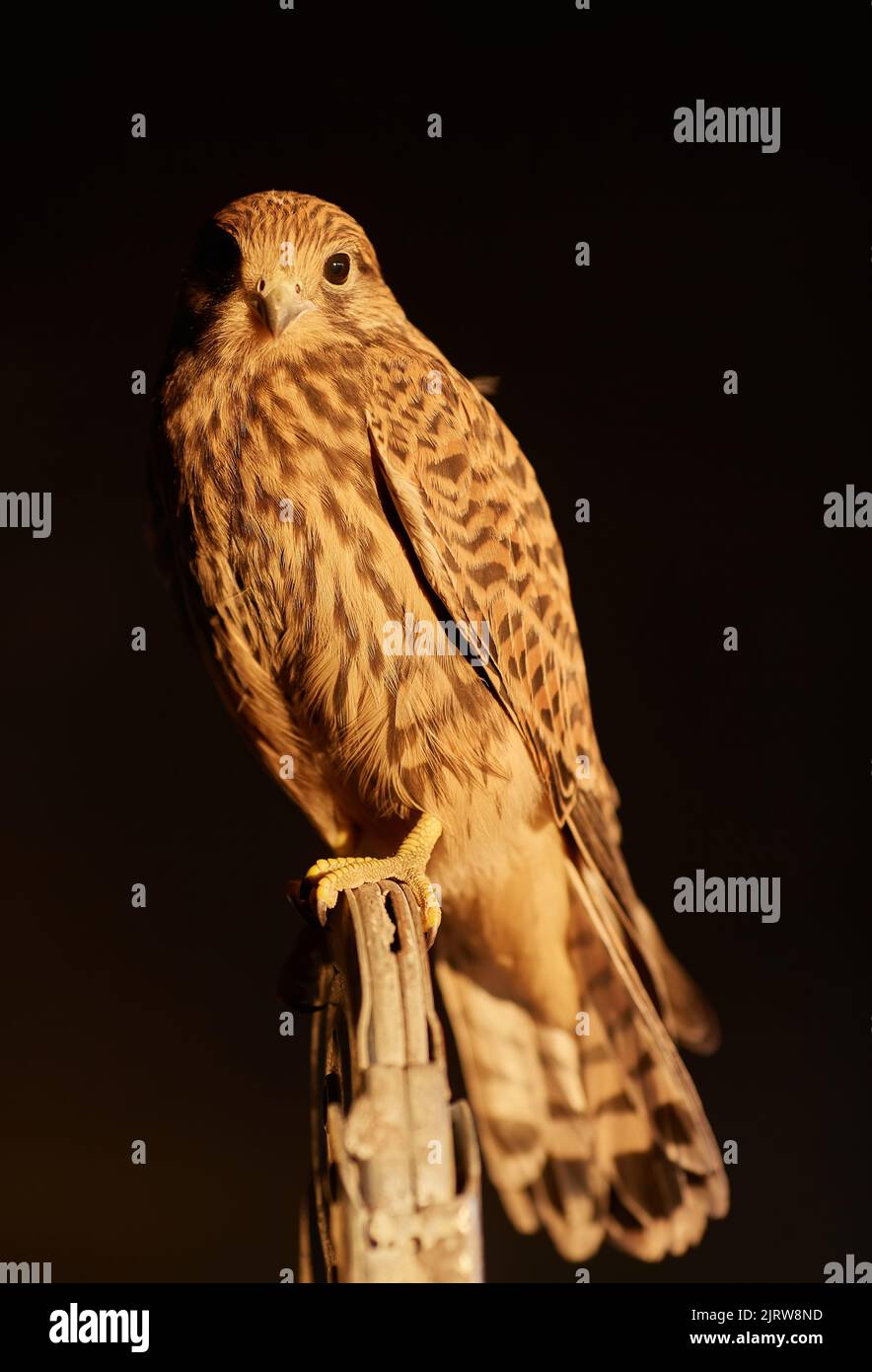 Close up view of a Cooper's hawk, Accipiter cooperii, on a black ...