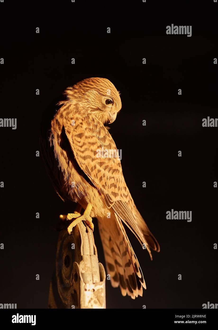 A young falcon spreads its wings, close-up photo, against a black ...