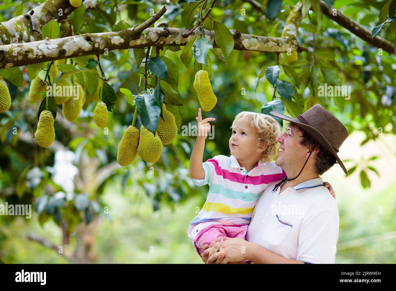 Jackfruit growing on tree. Father and son picking exotic tropical ...