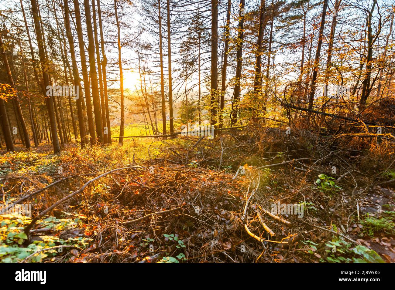 Fallen trees and lumber timber in autumn forest during beautiful sunset ...