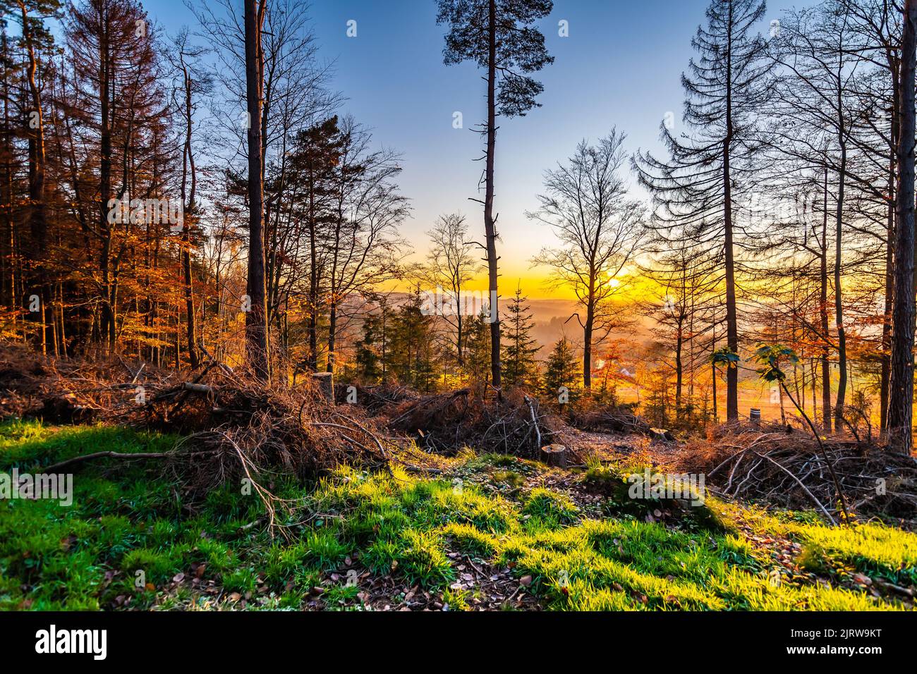 Fallen trees and lumber timber in autumn forest during beautiful sunset ...