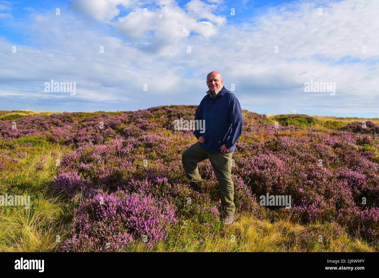 Purple Heather, Shackleton Knoll, Crimsworth Dean, Hebden Bridge, West ...