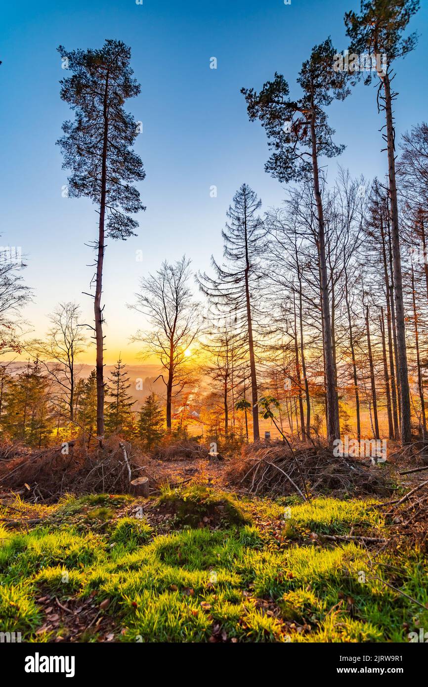 Fallen trees and lumber timber in autumn forest during beautiful sunset ...