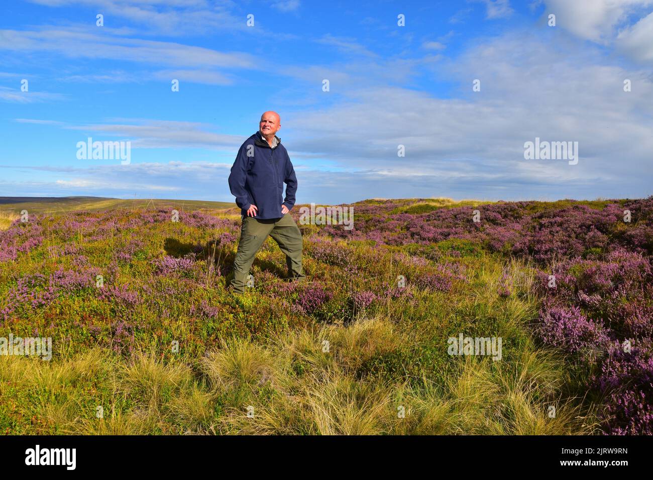 Purple Heather, Shackleton Knoll, Crimsworth Dean, Hebden Bridge, West ...