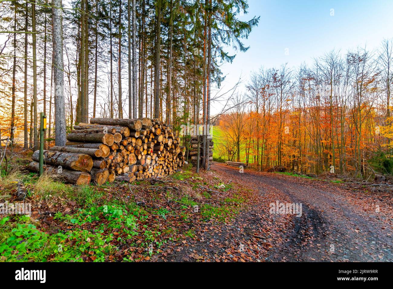 Fallen trees and lumber timber in autumn forest during beautiful sunset ...