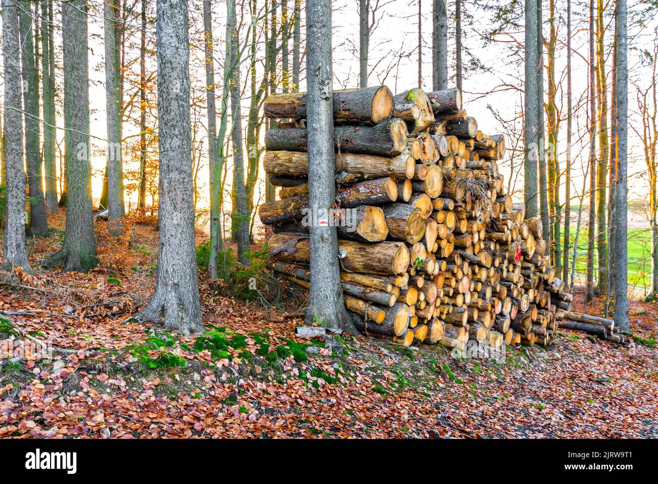Fallen trees and lumber timber in autumn forest during beautiful sunset ...